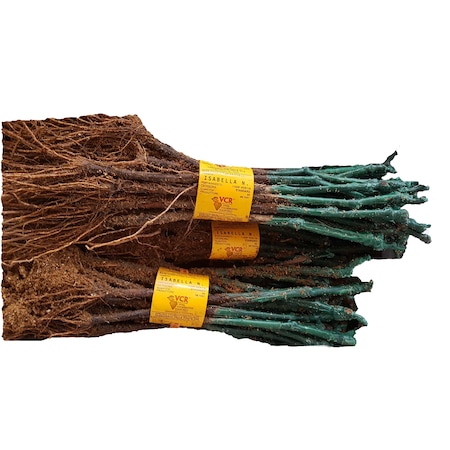 Vita de vie Isabella Nera(Capsunica) set 25 butasi - eMAG.ro
