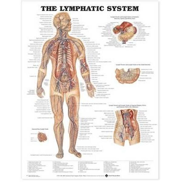Lymphatic System Anatomical Chart - eMAG.ro
