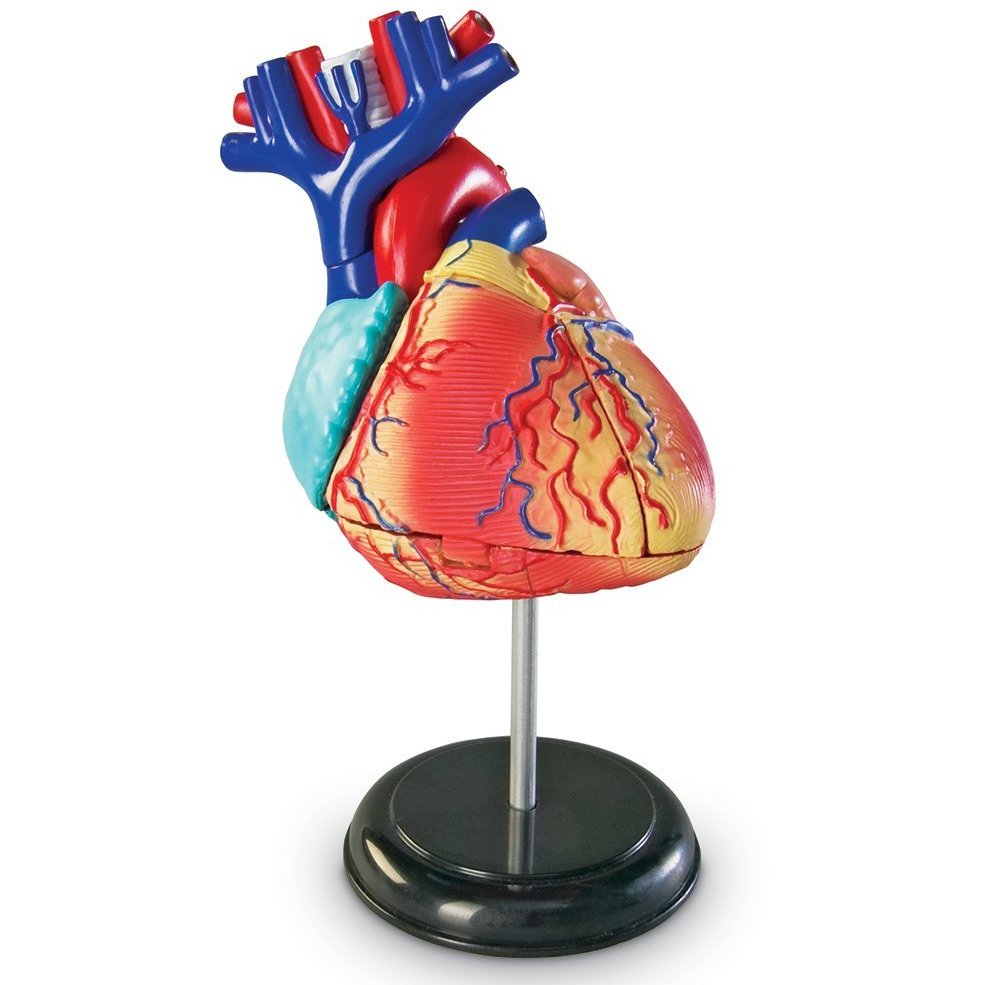 Sablon corp uman - Inima Learning Resources - eMAG.ro