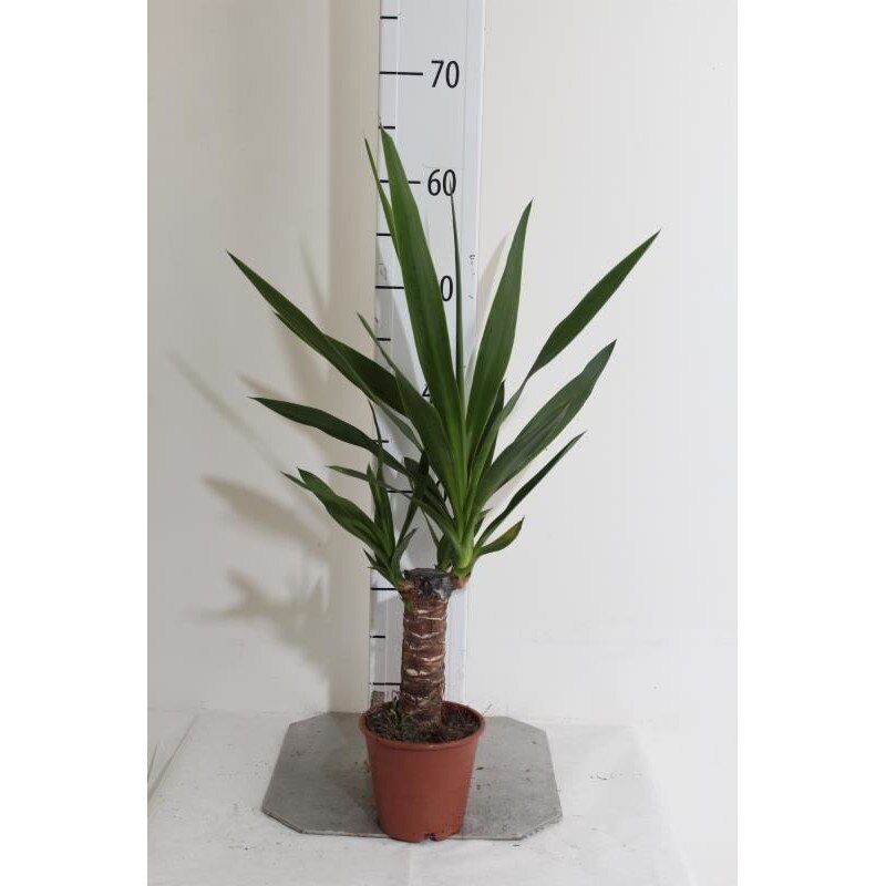 Planta in ghiveci, Yucca, aproximativ 60-70 cm inaltime - eMAG.ro