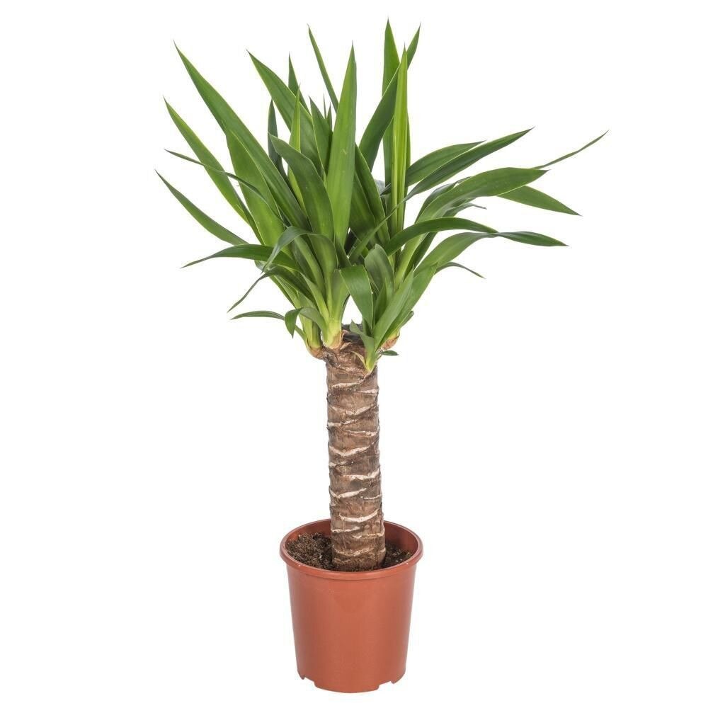 Planta in ghiveci, Yucca, aproximativ 60-70 cm inaltime - eMAG.ro