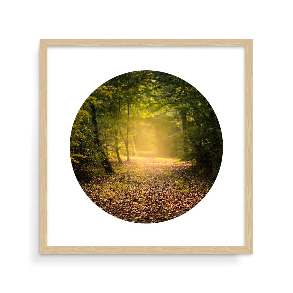 Tablou cu Rama de Lemn Natur Lumina intre copaci si covor de frunze ...