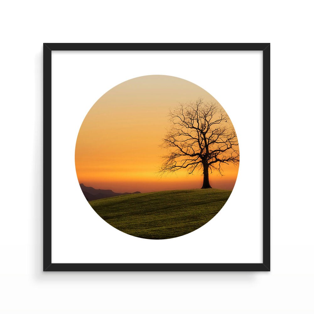 Tablou cu Rama de Lemn Neagra Copac fara fruze pe un deal, la apus ...