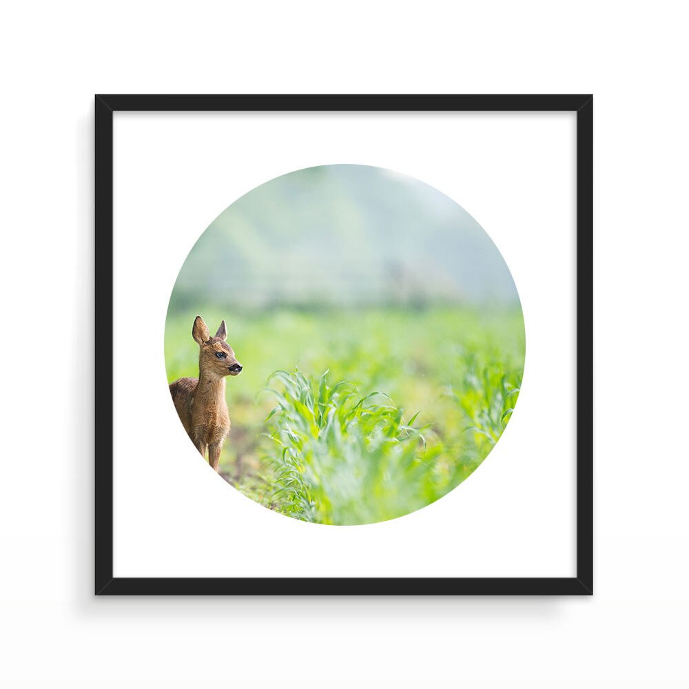 Tablou cu Rama de Lemn Neagra Pui de caprioara prin iarba Peisaje ...