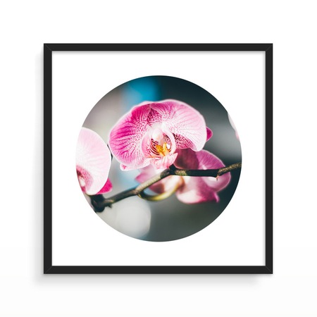 Tablou cu Rama de lemn neagra Orhidee Flori Arta Inramata Arts Prints ...