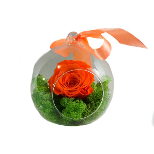 Trandafir criogenat / portocaliu / pe pat de licheni verde / in glob de ...