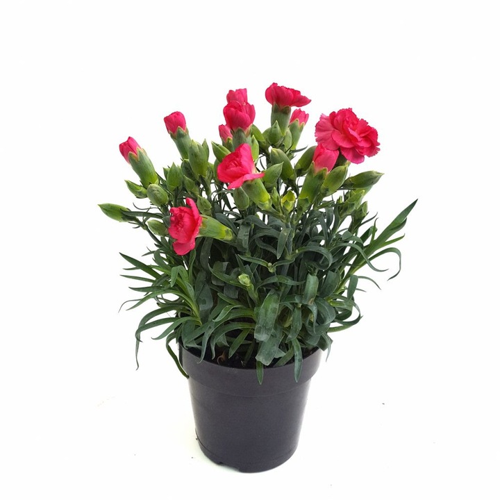 Garofite in ghiveci, P11cm - eMAG.ro