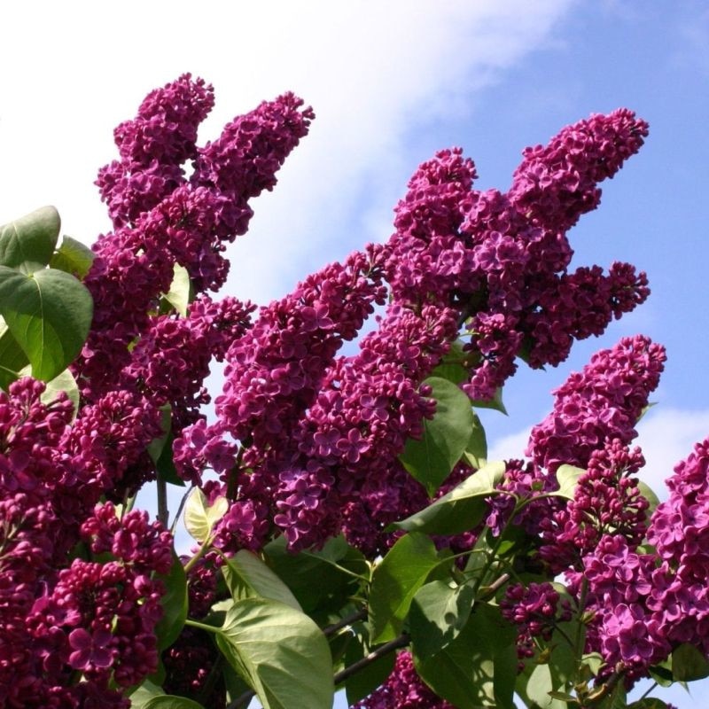 Liliac violet inchis - Syringa vulgaris Znamya Lenina 30-40 cm - eMAG.ro