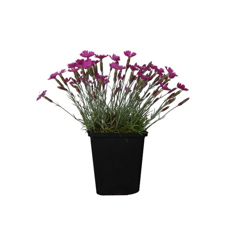 Garofite cu flori roz spre mov - Dianthus gratianopolitanus 'Amarant ...