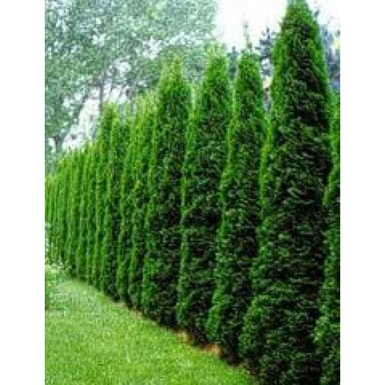 Arbore decorativ Tuia Occidentalis Smaragd, radacina protejata, 80-100 ...