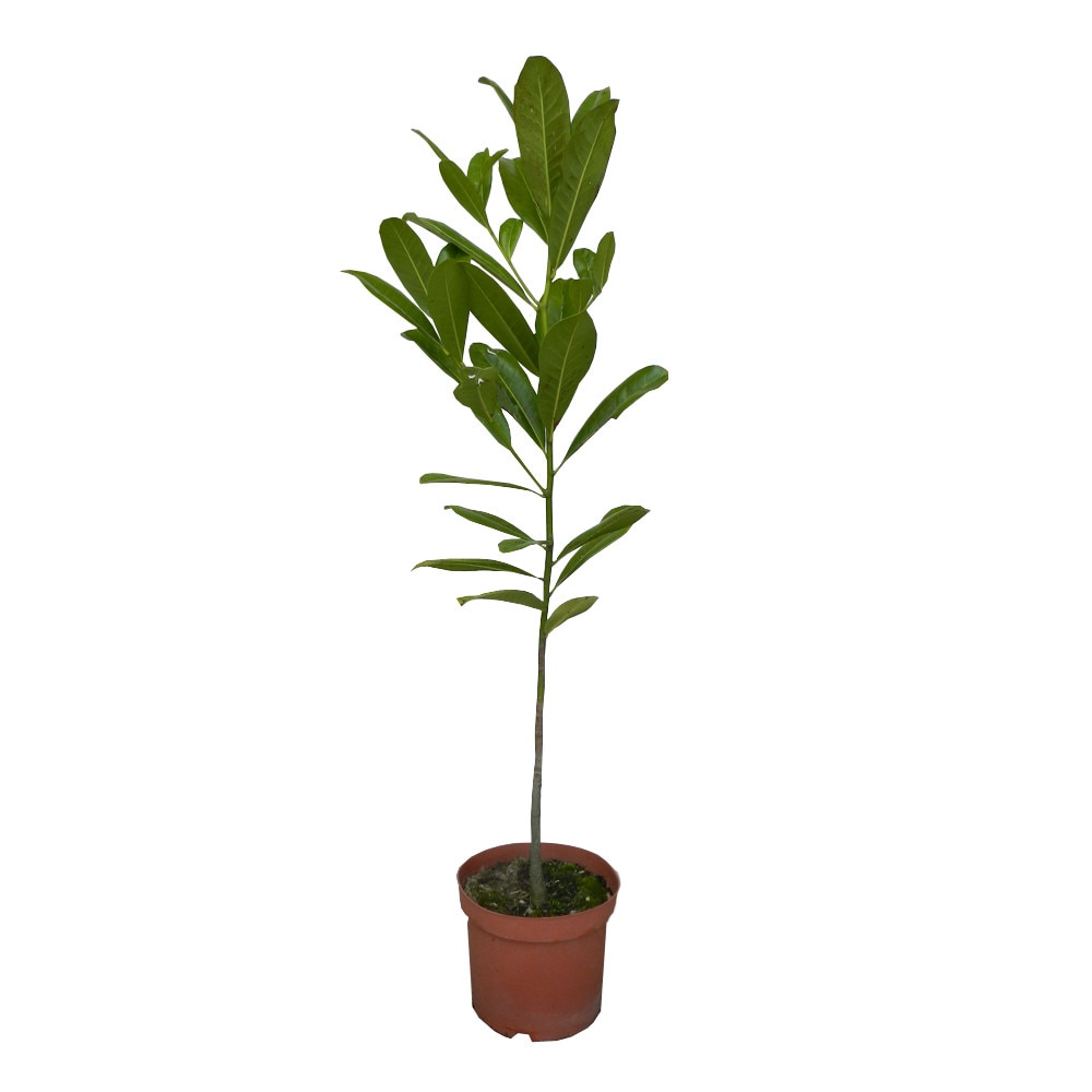 Magnolia vesnic verde (Magnolia grandiflora) - eMAG.ro