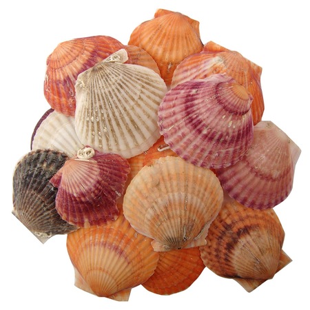 Set scoici decorative colorate, Maison du Paradis, 400 grame - eMAG.ro