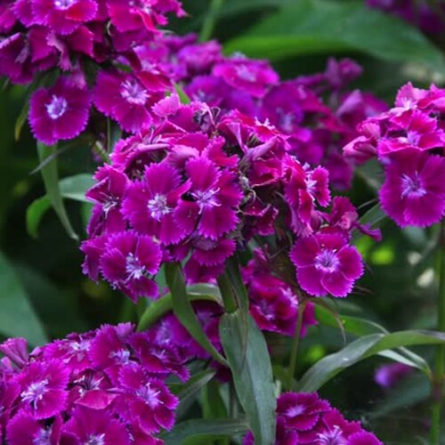 Garofita turceasca - Dianthus barbatus 'Barbarini Purple' - eMAG.ro