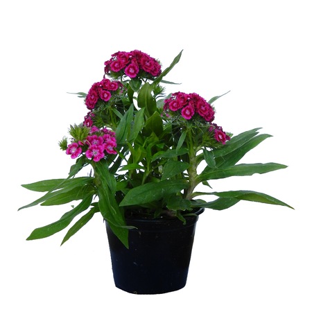 Garofita turceasca - Dianthus barbatus 'Barbarini Purple' - eMAG.ro