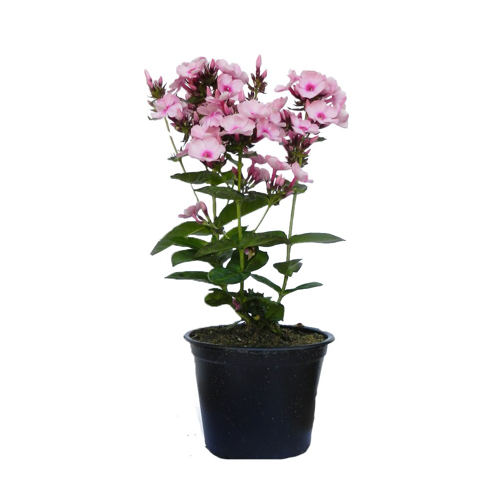 Brumarele - Phlox paniculata 'Famous Pink with Eye' - eMAG.ro
