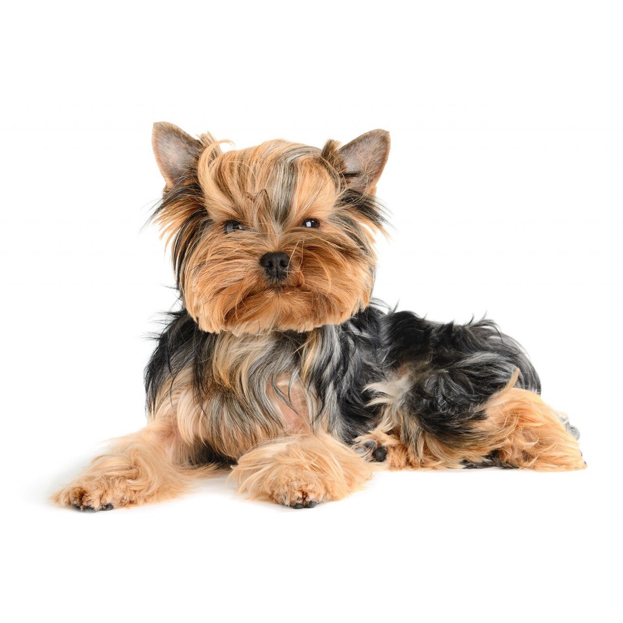 Háttérkép Catel Terrier 2 - 200x133cm - Legjobb Dekor - eMAG.hu