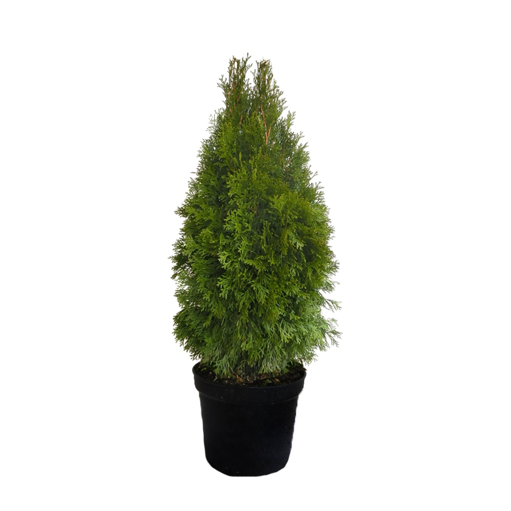 Tuia verde - Thuja occidentalis "Smaragd" - eMAG.ro