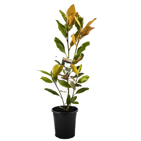 Magnolie vesnic verde "Grandiflora" 60 cm - eMAG.ro