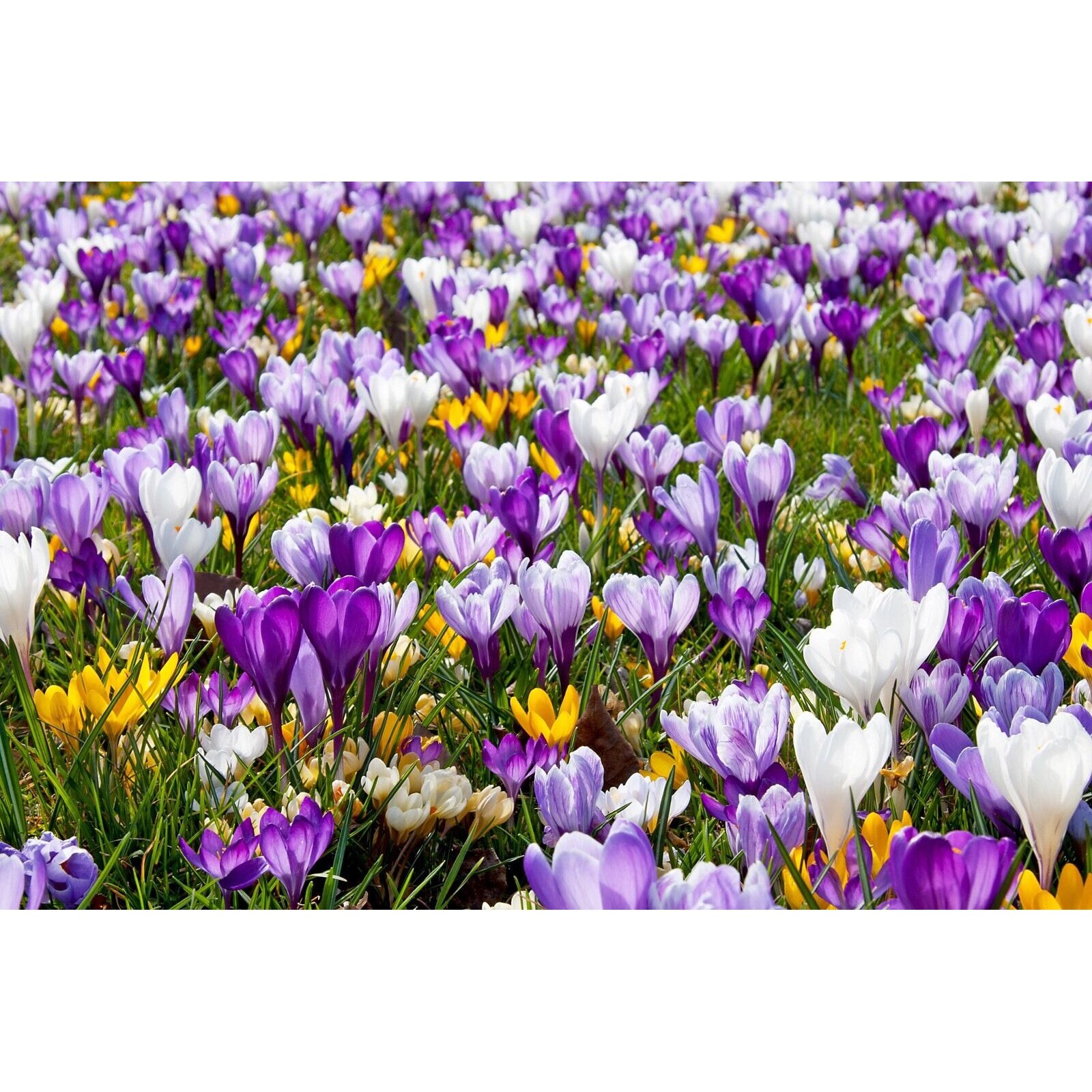 Bulbi, Branduse Crocus Species Mix, Jub Holland, 50 buc - eMAG.ro