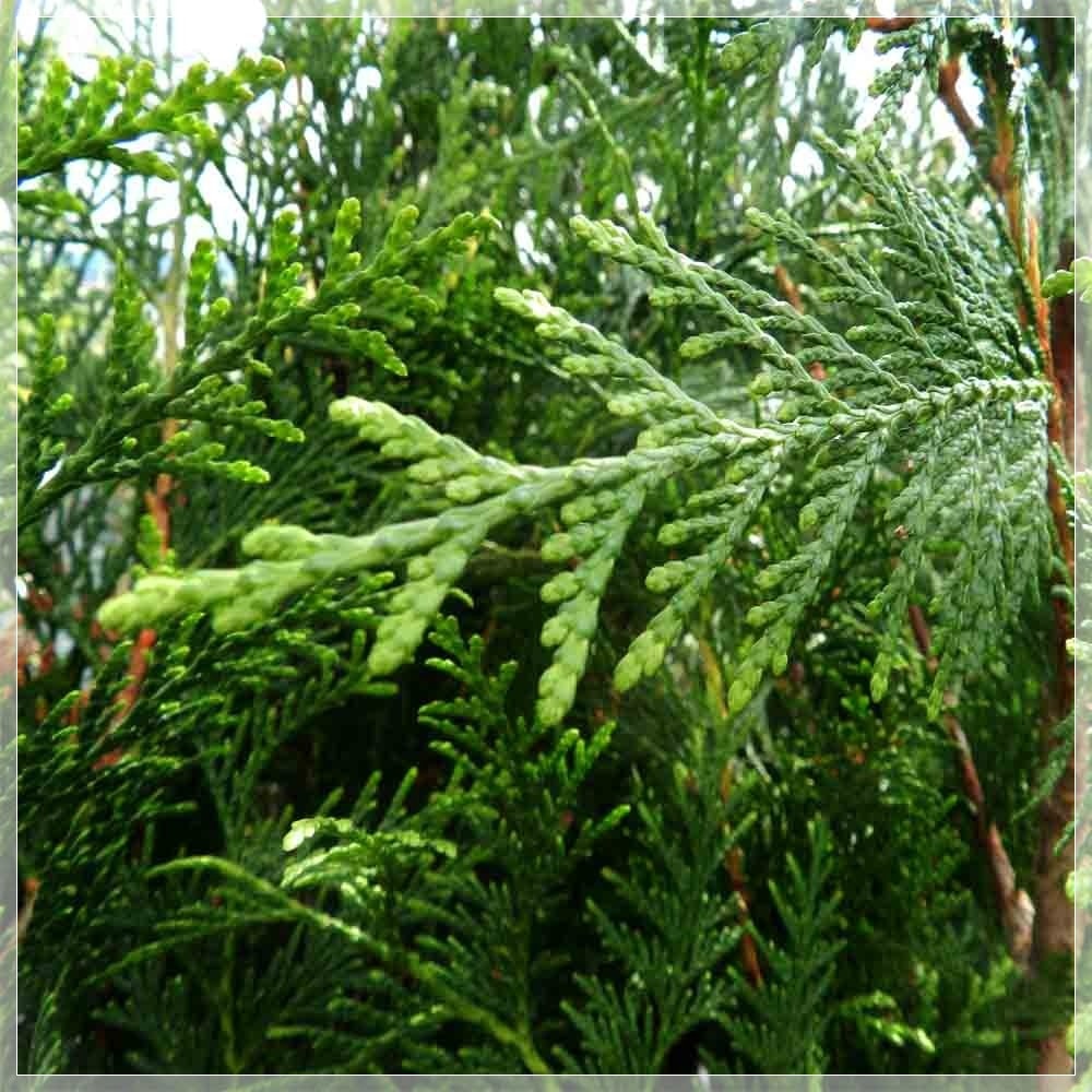 Chiparos leiland - Cupressocyparis leylandii - eMAG.ro