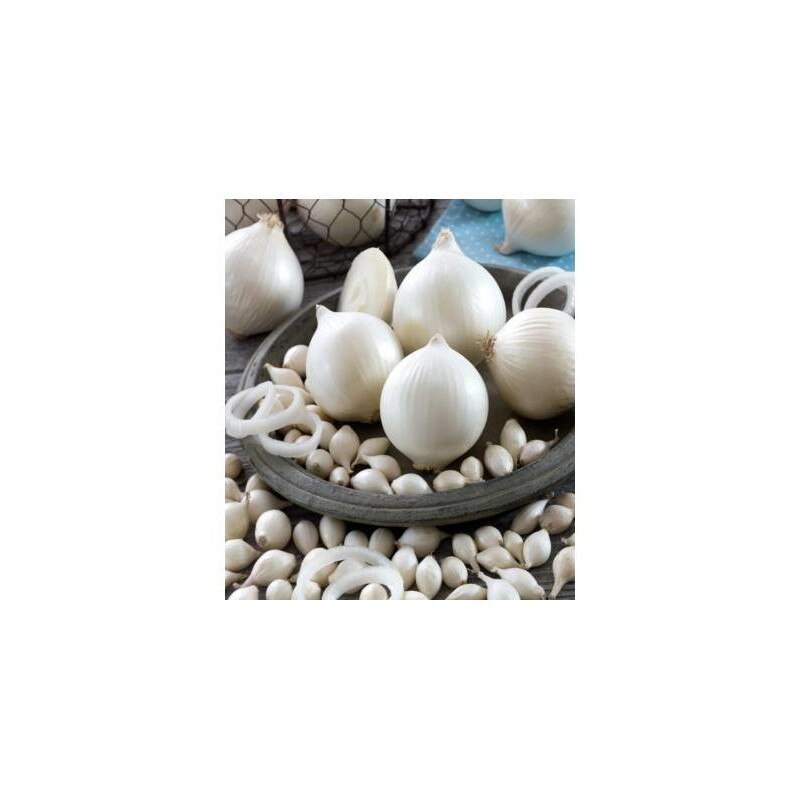 Arpagic pentru ceapa alba, Silvermoon, 250 grame - eMAG.ro