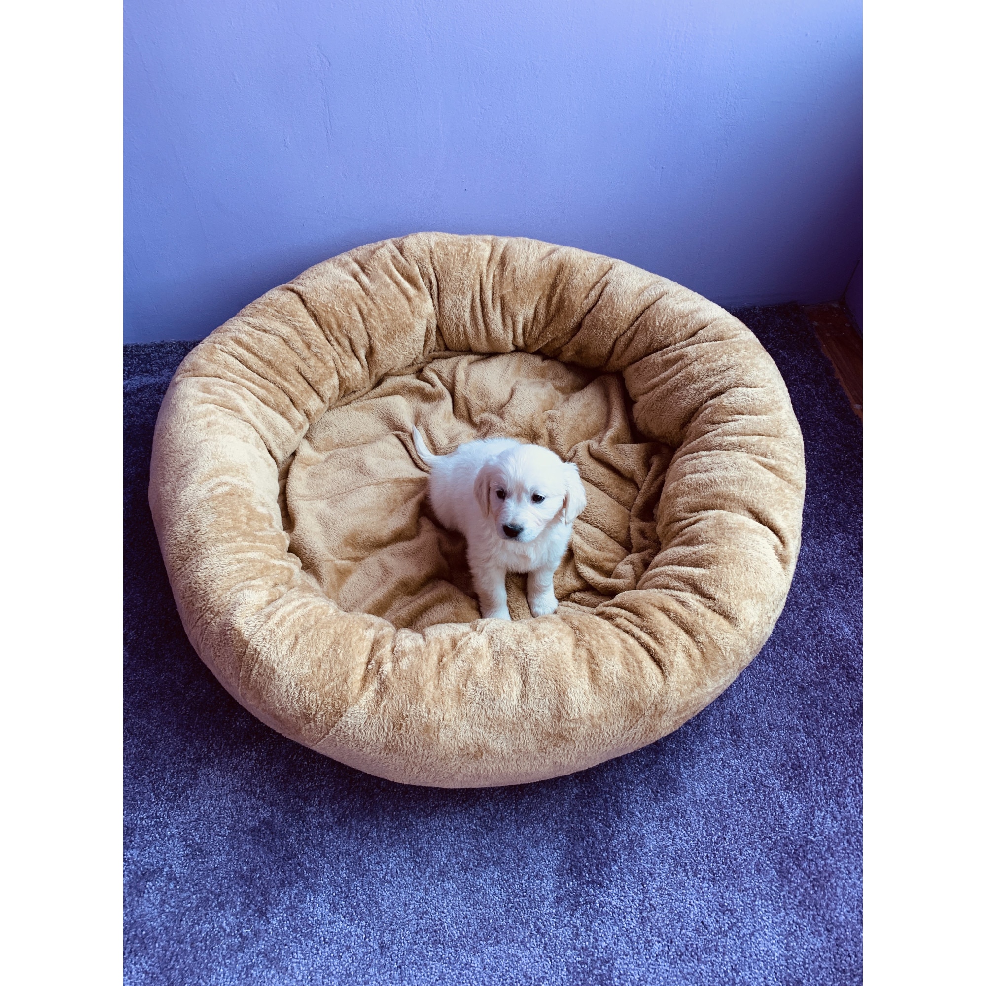 Perna pentru pisici si caini ,100/100/22, maro - eMAG.ro