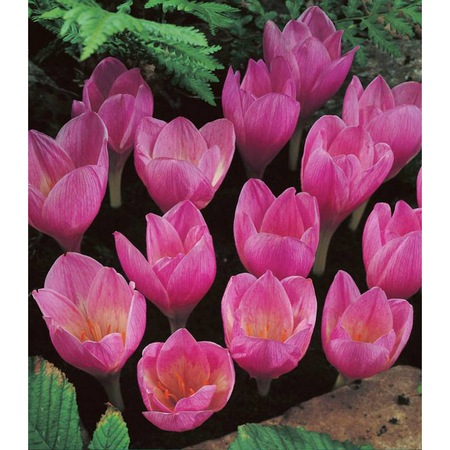 Bulbi de crocus Zonatus, 10 bulbi/pachet - eMAG.ro