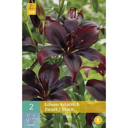 Crin Asiatic Negru, Holland, Bulbi, 2 buc - eMAG.ro