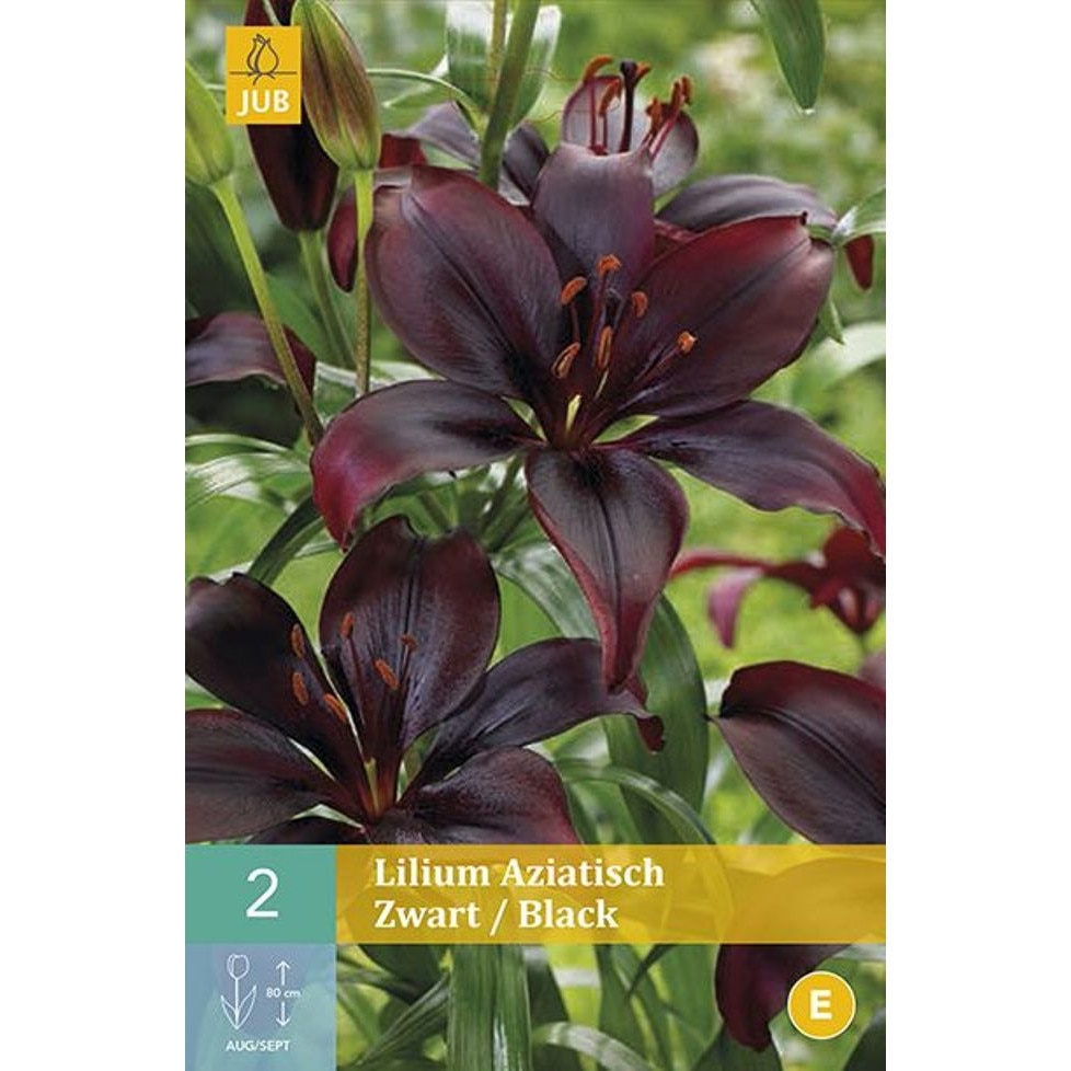 Crin Asiatic Negru, Holland, Bulbi, 2 buc - eMAG.ro