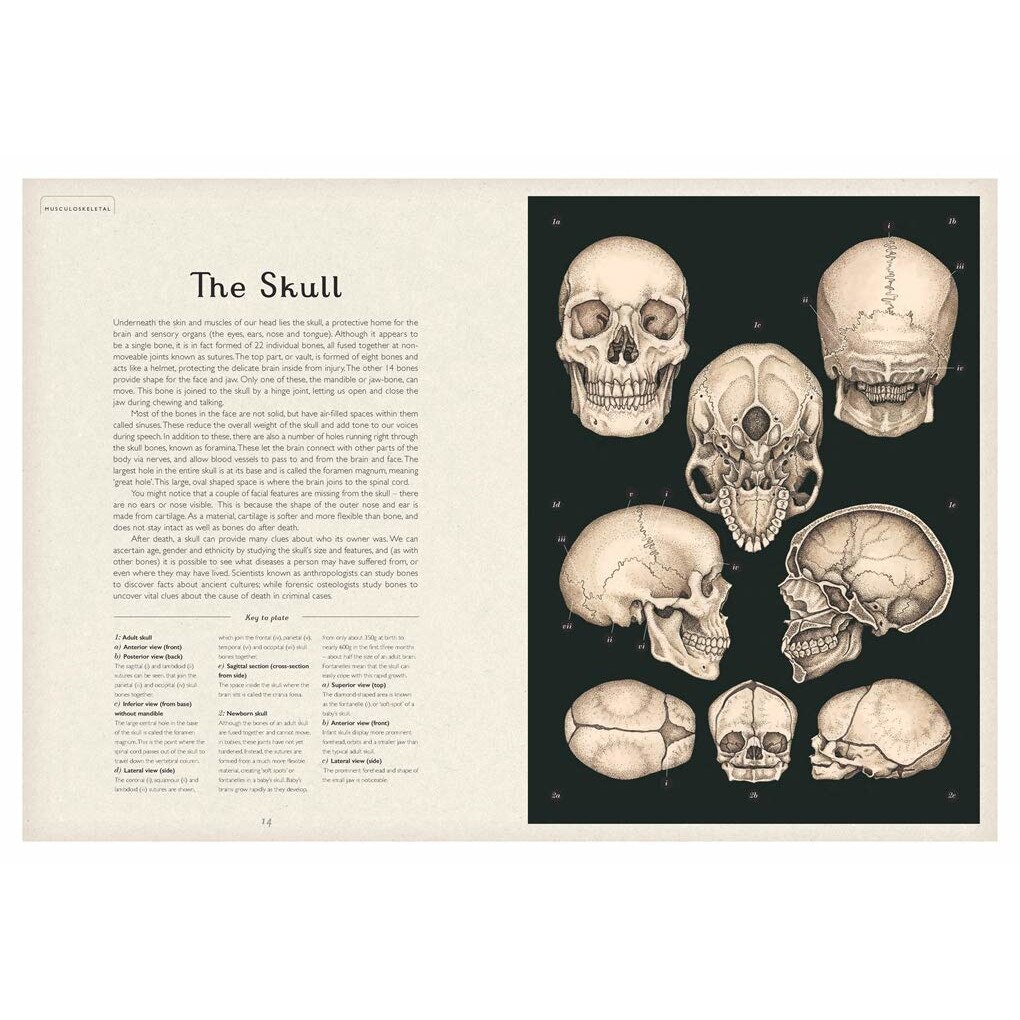 Anatomicum - Jennifer Z Paxton - eMAG.ro
