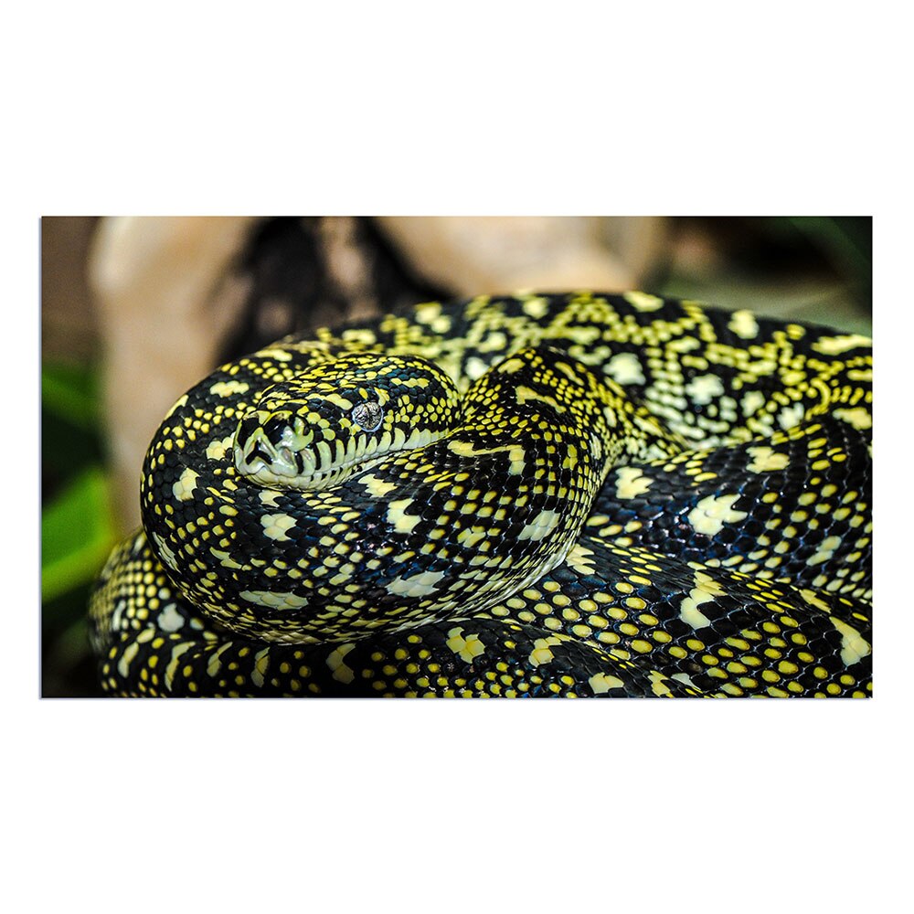 Covor Baie Impermeabil PVC Sarpe verde neon cu negru Art Factory, 70 x ...