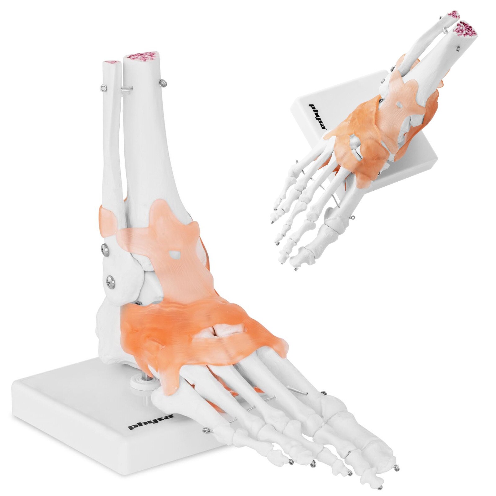 Model anatomic al articulatiei gleznei cu ligamente, Physa - eMAG.ro