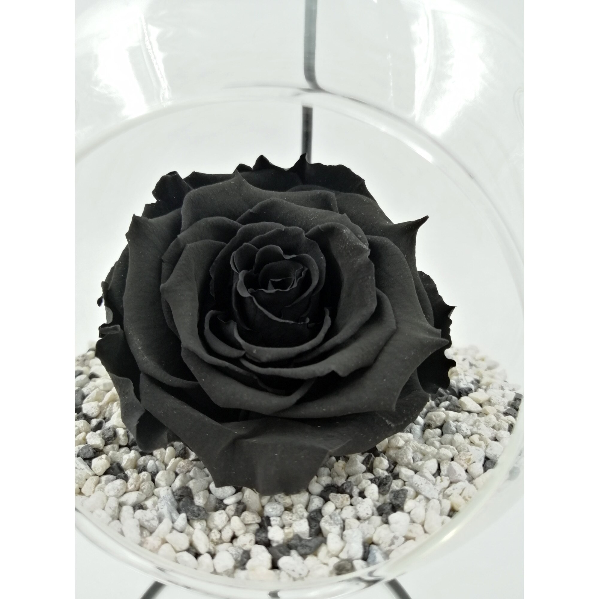 Trandafir Criogenat negru, pe pat de pietricele, in bol de sticla cu ...
