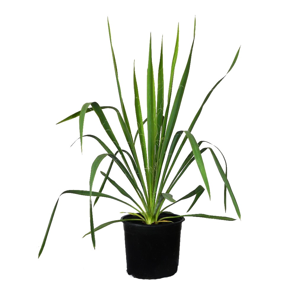 Yucca filamentosa - Yuca de gradina 15-35 - eMAG.ro