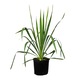 Yucca filamentosa - Yuca de gradina 15-35 - eMAG.ro
