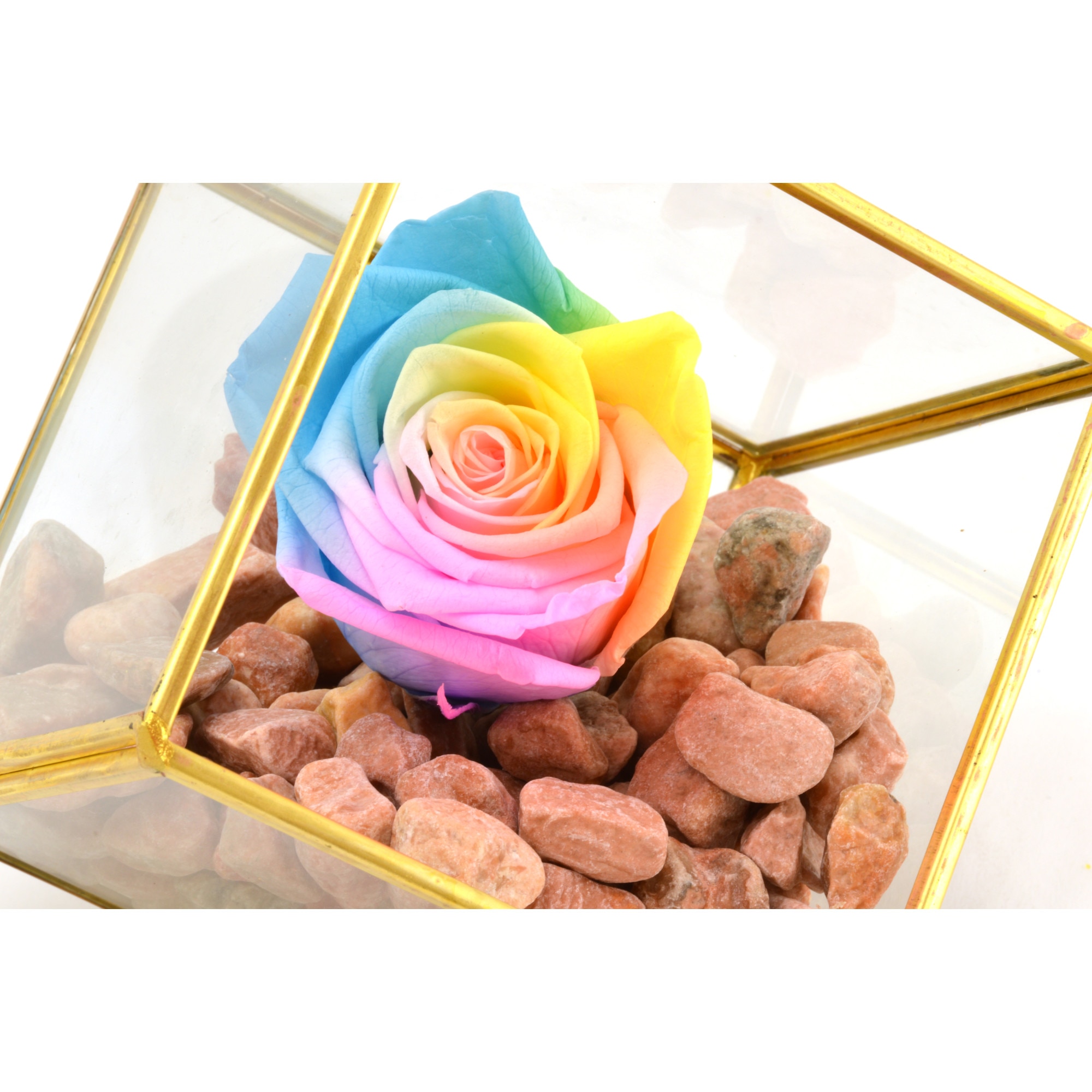 Trandafir criogenat curcubeu pal in terariu geometric cub si pietris ...