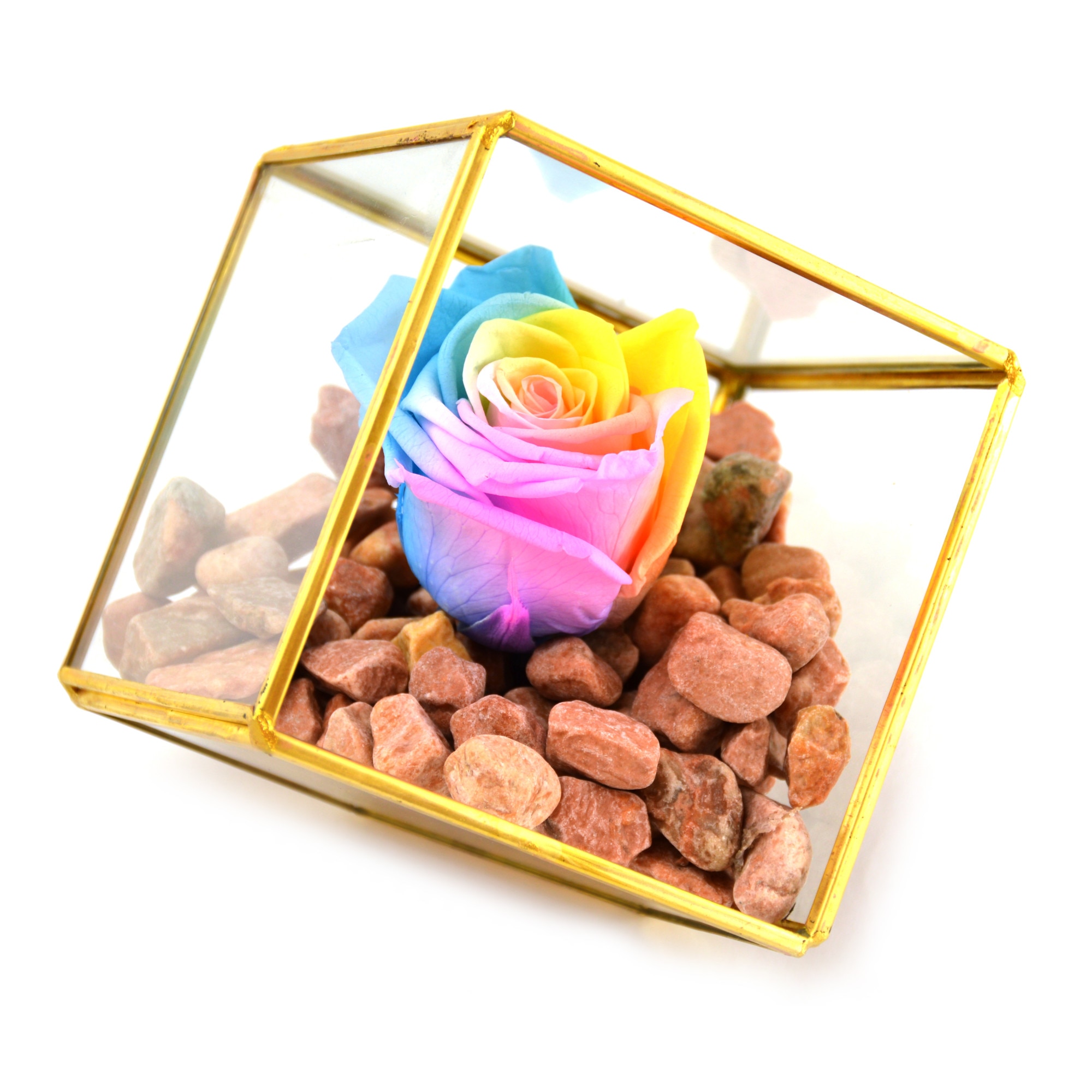 Trandafir criogenat curcubeu pal in terariu geometric cub si pietris ...