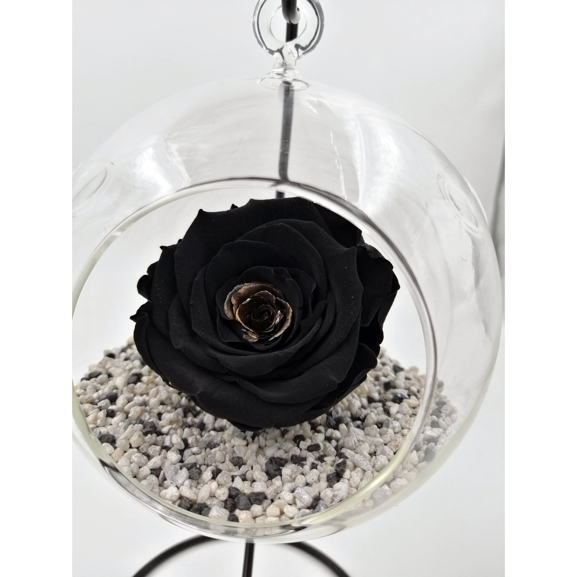 Trandafir Criogenat bicolor negru-auriu, pe pat de pietricele, in bol ...