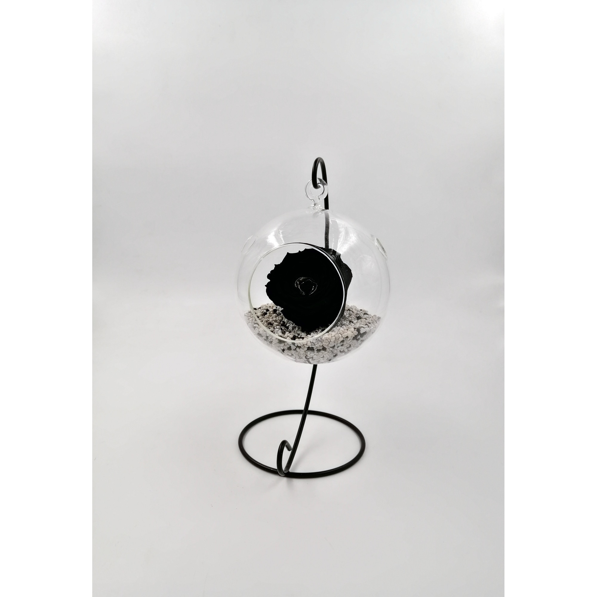 Trandafir Criogenat bicolor negru-auriu, pe pat de pietricele, in bol ...