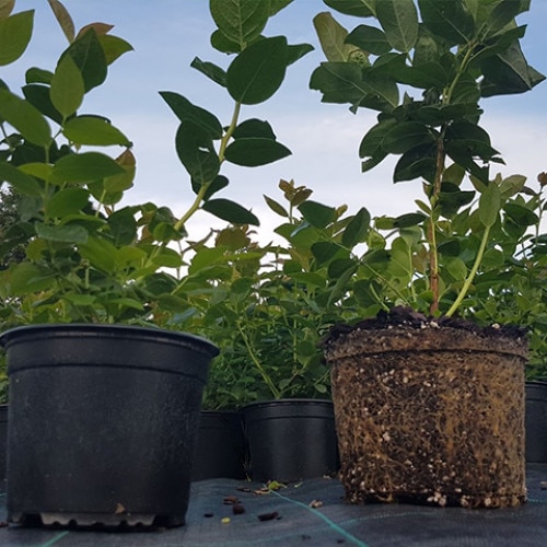 Arbust de afin Nobilfruct Transilvania ghiveci 1.5 l varietate Bluecrop ...