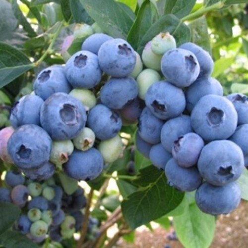 Arbust de afin Nobilfruct Transilvania ghiveci 1.5 l varietate Duke ...