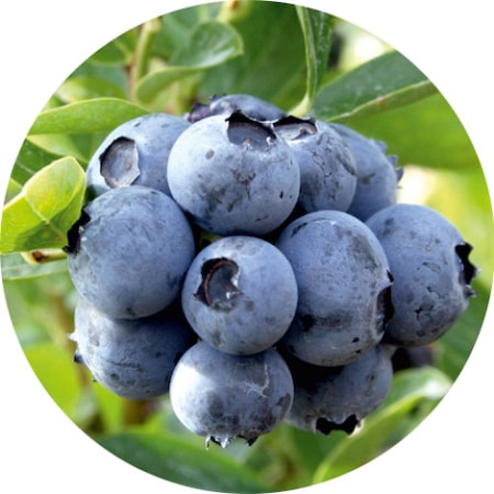 Arbust de afin Nobilfruct Transilvania ghiveci 1.5 l varietate Duke ...