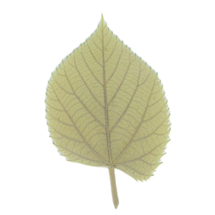 Set 10 frunze presate tei de primavara, Adela Talpes, vernil - eMAG.ro