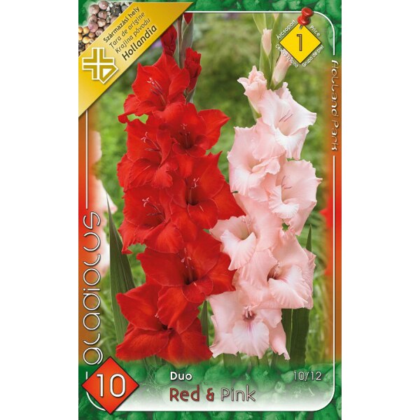 Bulbi gladiole Rosii si Roz HOLLAND PARK 10 bucati - eMAG.ro