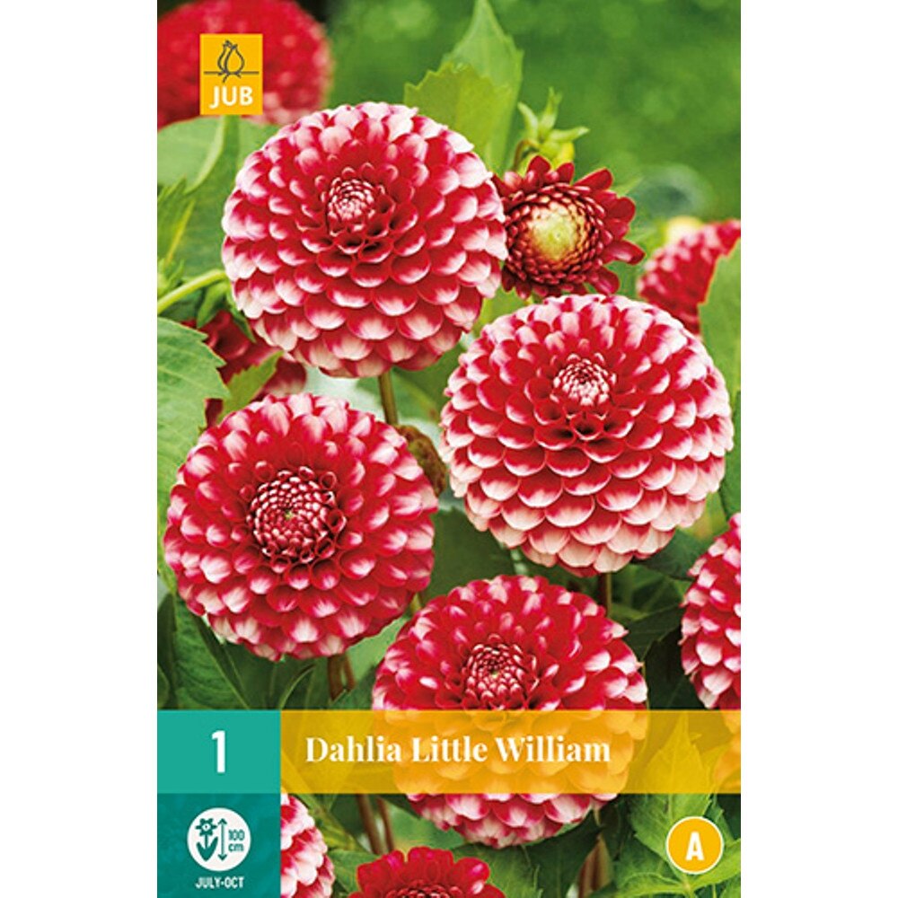 Bulbi Dalii Little William, Holland, 1 buc - eMAG.ro