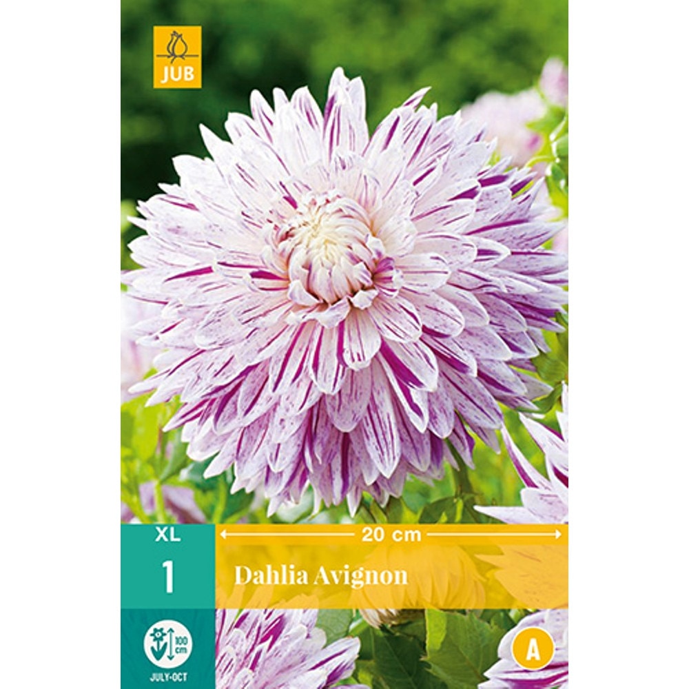 Bulbi Dalii Avignon, Holland, 1 buc - eMAG.ro