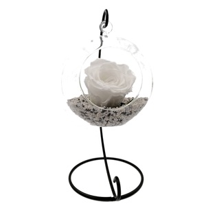 Trandafir Criogenat bicolor alb cu interior roz, pe pat de pietricele ...