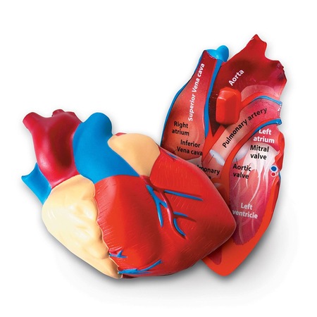 Model de inima anatomica moale, resurse de invatare, culoare - eMAG.ro