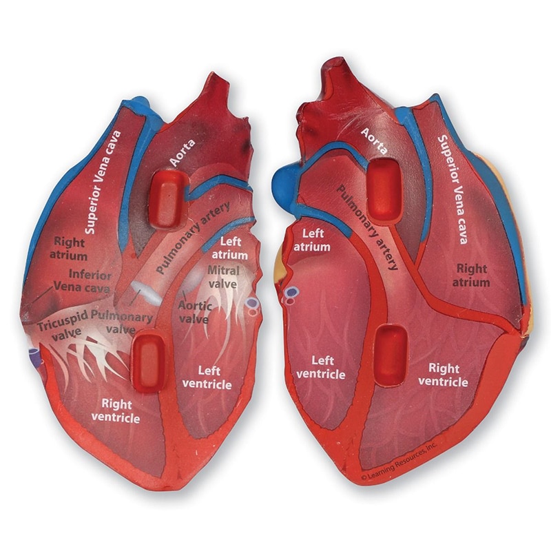 Model de inima anatomica moale, resurse de invatare, culoare - eMAG.ro