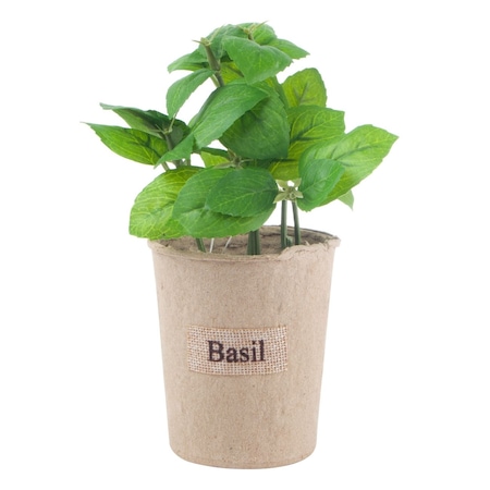 Planta in Ghiveci, OffLimits, model Busuioc, 19 cm - eMAG.ro